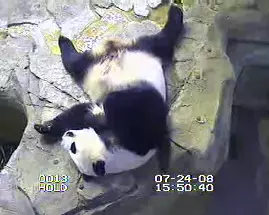 Fingers Crossed. A Panda Preggers at the National Zoo???!