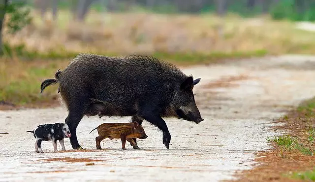 Pemandu Terus Rempuh Babi Liar di Lebuhraya Terpantas di Negara ini