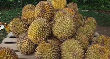Kini idi ti eso Durian Fi õrùn di ẹru?