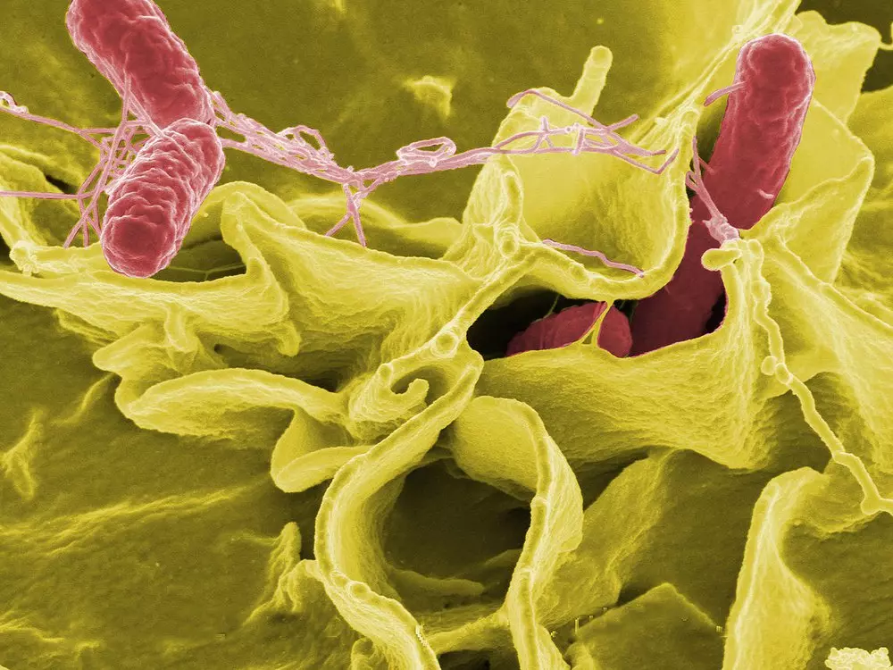 Gure gorputzean bizi diren mikrobioak ziurrenik patogeno gaiztoak izan ziren