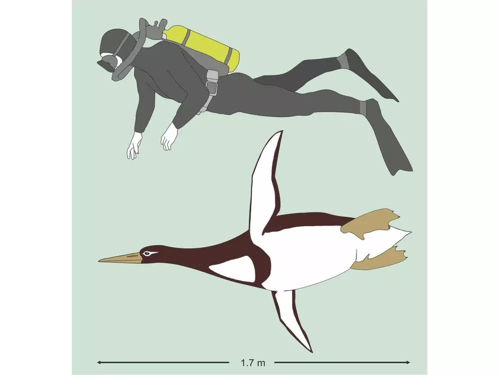 Овој џиновски пингвин бил со големина на човек