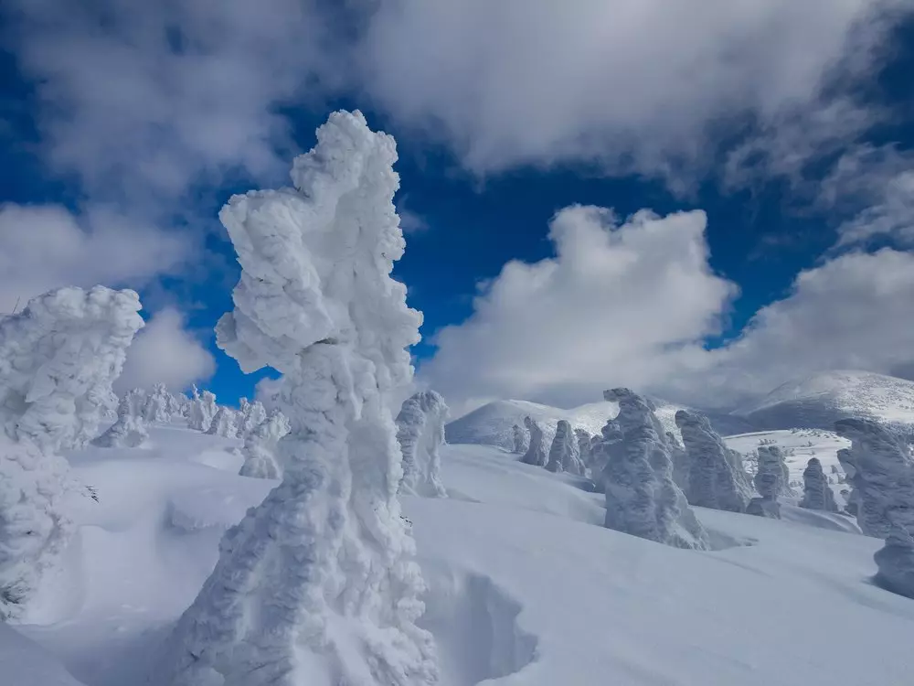 Каждую зиму Северную Японию наводняют древесные «снежные монстры»