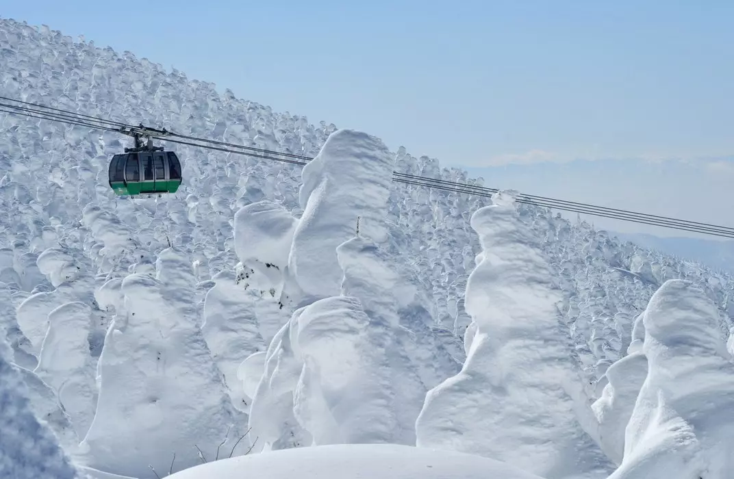 Арбореална 'снежна чудовишта' преплављују северни Јапан сваке зиме 853_4