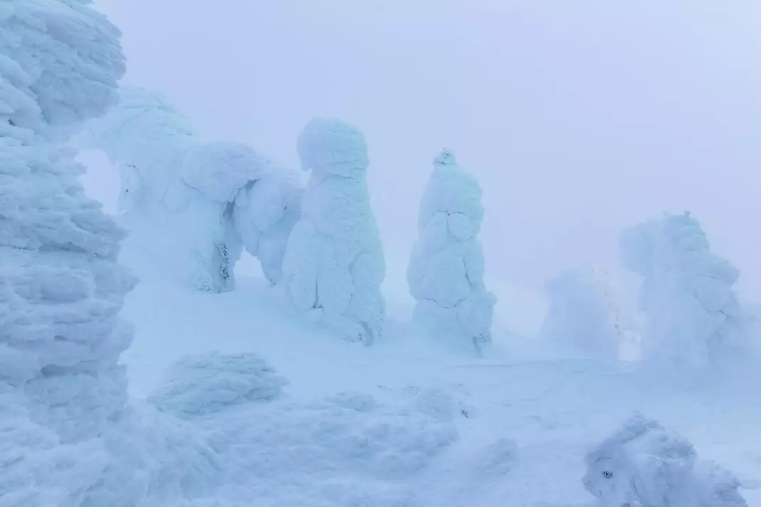 Nadrzewne „Śnieżne potwory” opanowują północną Japonię każdej zimy 853_7