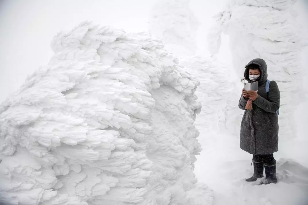Nadrzewne „Śnieżne potwory” opanowują północną Japonię każdej zimy