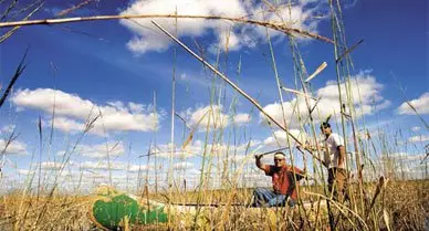 Anggota suku Ojibwa mengumpulkan 50.000 pon beras liar