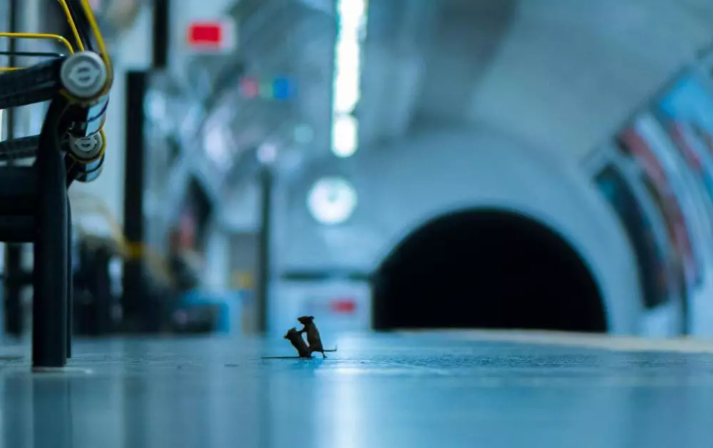 Видете кавгаџиски глувци во метрото и други врвни фотографии од дивиот свет