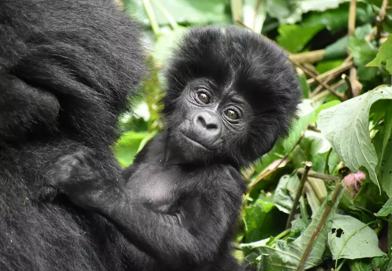 1-infant_mtn_gorilla-katwe_group-oct_19_bwindi-copyright_gorilla_doctors_copy.png