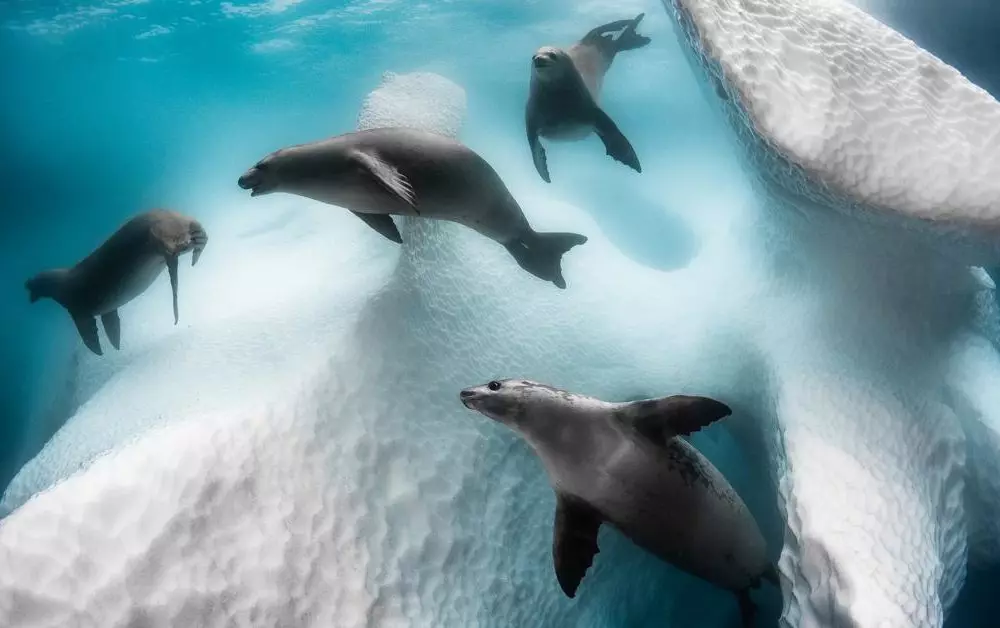 Zasljepljujući prikaz tuljana osvojio je nagradu za podvodnog fotografa godine