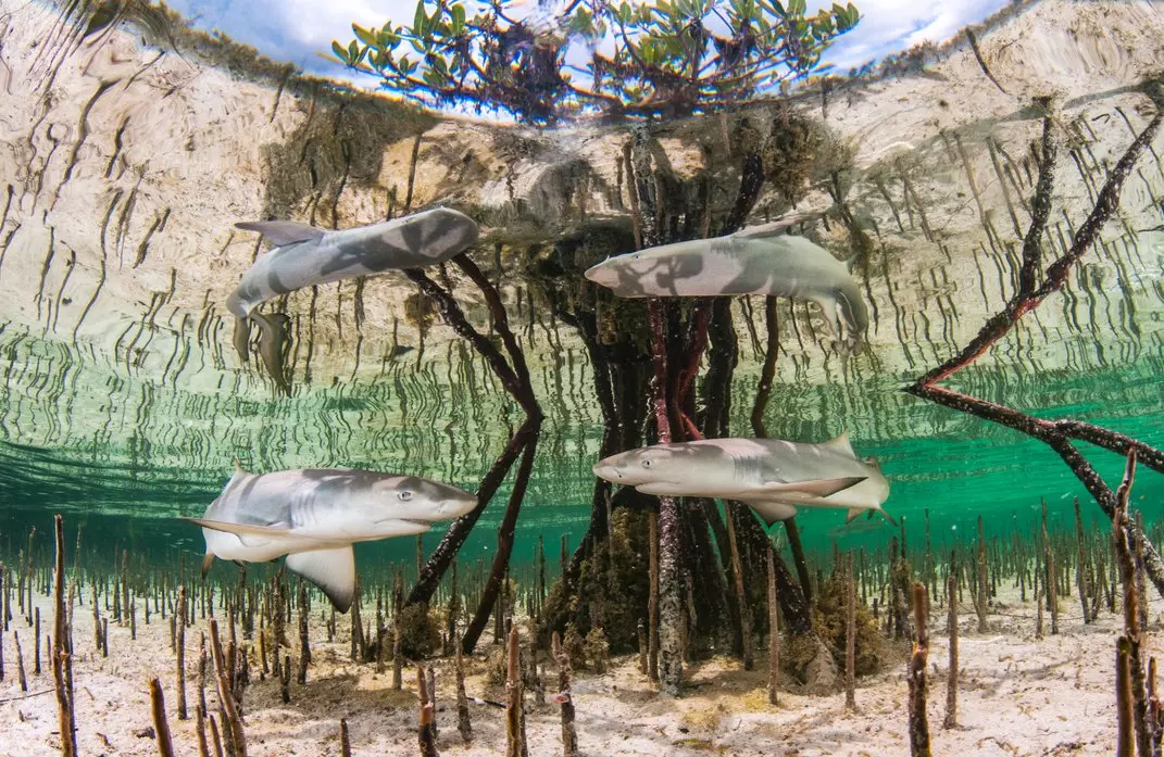 Anita Kainrath, bébés requins citrons dans la pépinière de mangroves