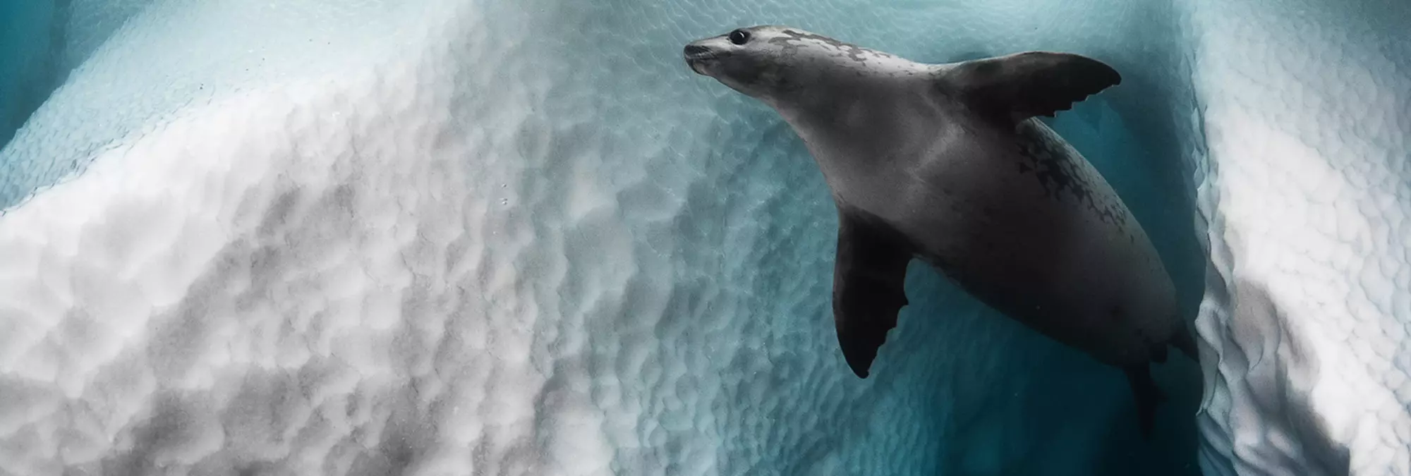 Ослепителното изложение на тюлени печели наградата за подводен фотограф на годината 856_9