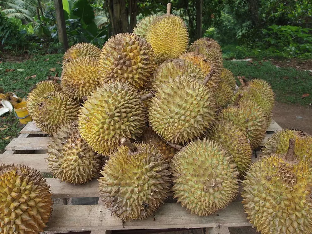 Śmierć przez owoc Duriana?