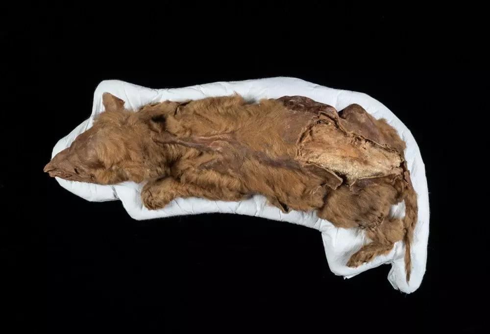 Achọpụtara Wolf Pup Mummified dị afọ 57,000 na oyi kpọnwụrụ na Yukon Permafrost