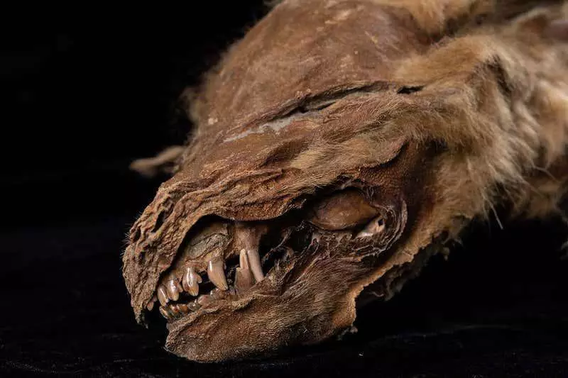 Una foto de primer pla del cap de Zhùr. Té pell i pell de color marró clar. Els seus llavis sembla que estiguessin enrotllats en un gruix, deixant al descobert les seves dents afilades.