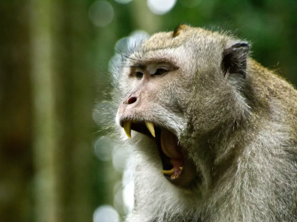 Ի՞նչն է իրականում խանգարում կապիկներին խոսել իրենց մտքերը: Նրանց միտքը