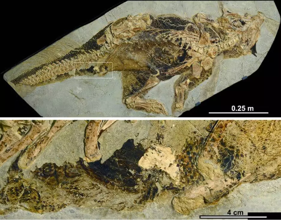 Dinossauro Cloaca Fóssil