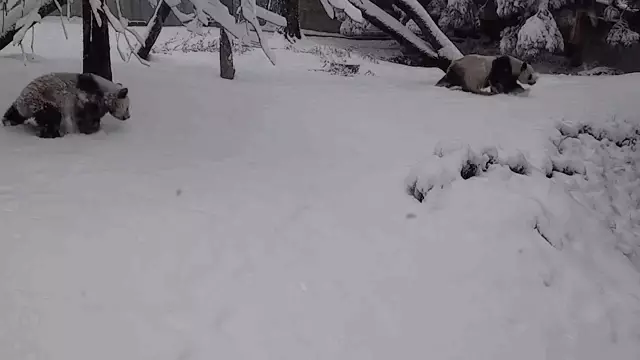 Un'immagine gif di un cucciolo di panda che si rotola nella neve