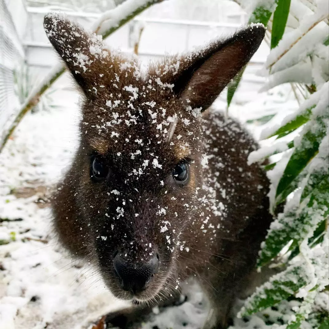 Een Bennett's wallaby staart naar de camera met met sneeuwvlok bedekte wimpers