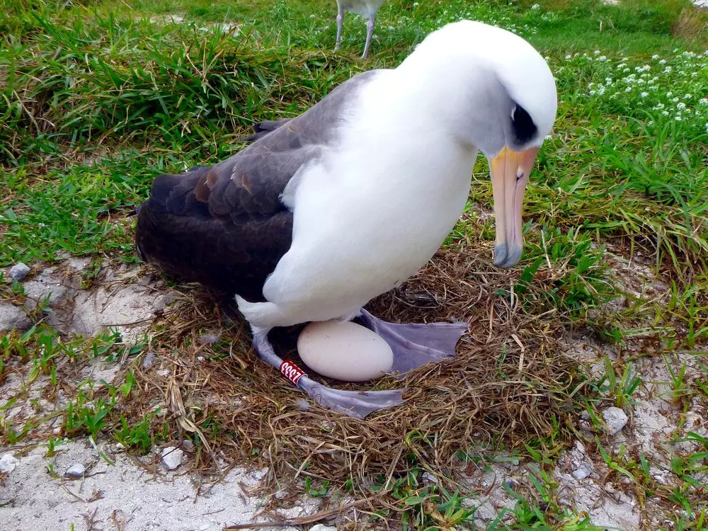 Sabiduría, el albatros más viejo que se conoce está teniendo otro bebé