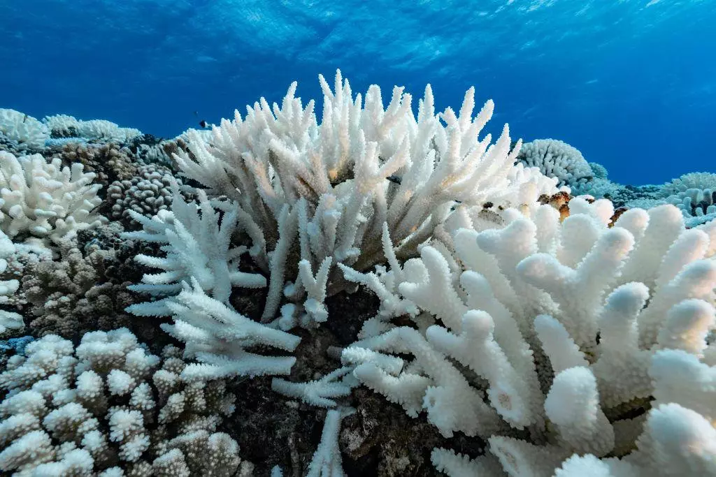 Wybielanie koralowców