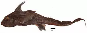 The Eastern Pacific Black Ghost Shark