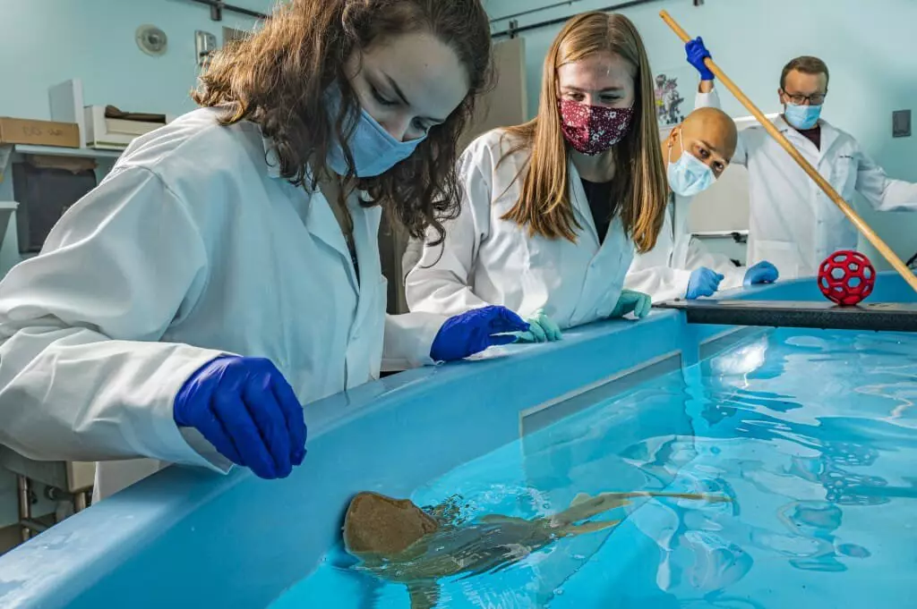 Slika štirih podiplomskih študentov, ki stojijo blizu bazena z morskim psom, ki plava ob steni bazena. Vsak učenec nosi laboratorijski plašč, rokavice in masko.