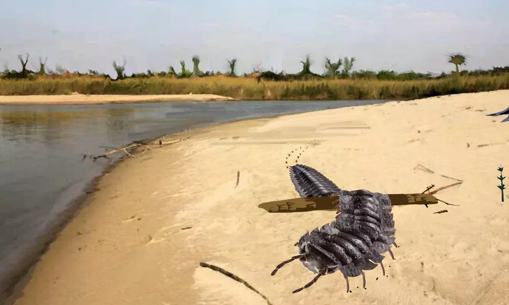 Smėlėtame krante ropojančio šimtakojo iliustracija. Jis turi juodą, segmentuotą korpusą, primenantį šarvus. Jis plaukia per smėlį, o aplink – upė ir augmenija.