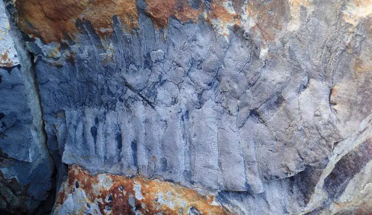 Fotografija kamnine, ki vsebuje fosil. Kamnina je siva in rjava in vsebuje luskaste odtise eksoskeleta stonoge.