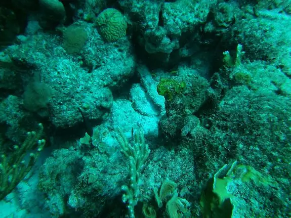 Frogfish kéint ausgesinn wéi Schwämm, awer si si super séier