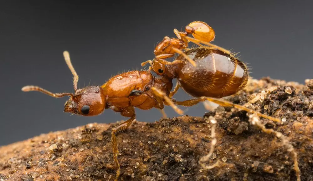 टेक्सन 'रोडियो चींटियां' बड़ी चींटियों की पीठ पर सवारी करती हैं