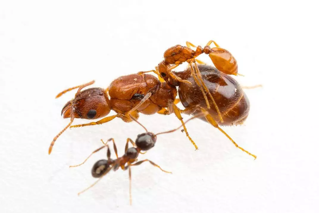 Texaská jazda „rodeo mravcov“ na chrbtoch väčších mravcov