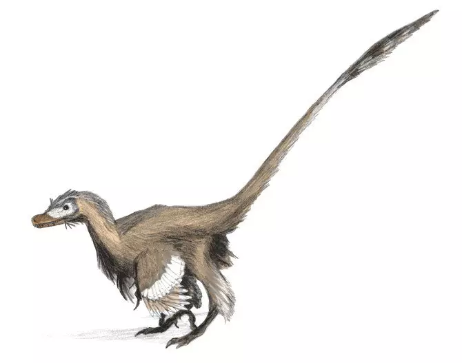 Velociraptor e sootho, e shebileng leqele, e masiba bokaholimong bo bosoeu.