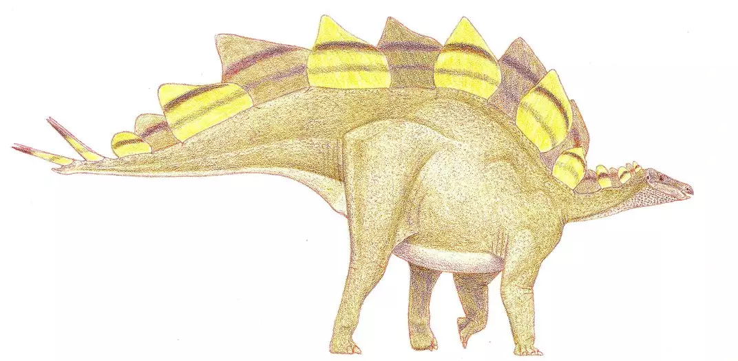Líníocht Stegosaurus aghaidh ar dheis le plátaí donn agus buí ar a dhroim.