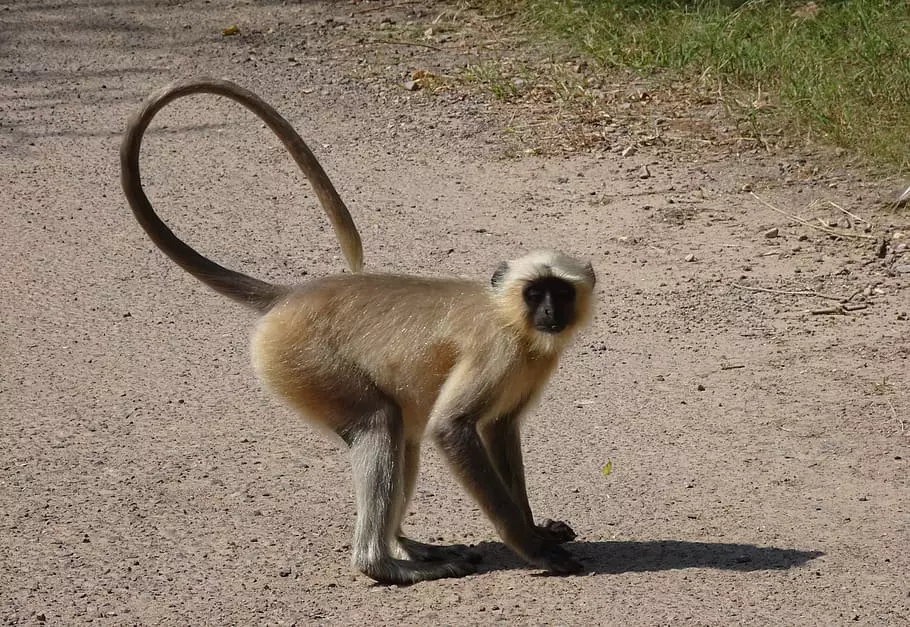 Grey langur monkey