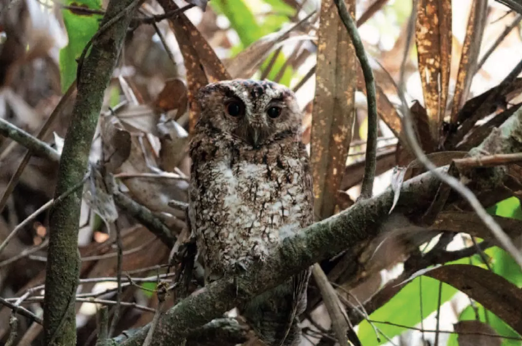 Brown Rajah scops-owl ត្រូវបានរកឃើញនៅលើដើមឈើ
