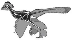 20110520083150anchiornis-adfer-300x169.jpg