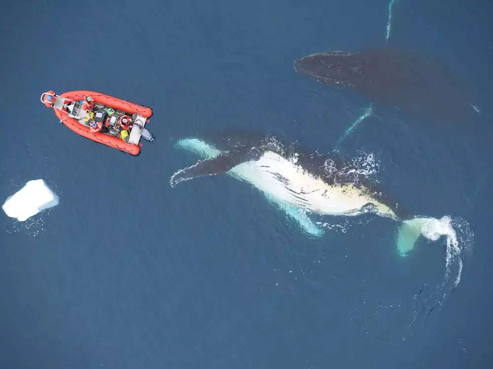 Китовите се најголемите животни што некогаш постоеле - зошто не се поголеми?