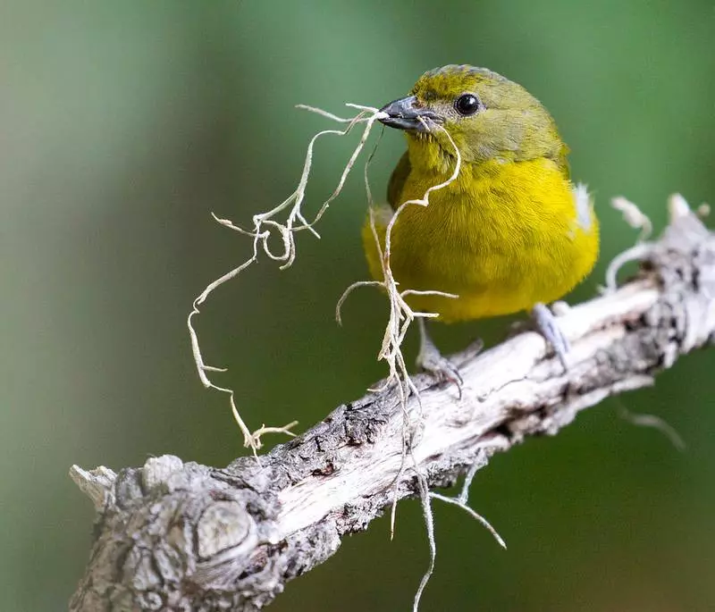 Işık Kirliliği Kuşların Daha Erken Yuva Yapmasına Neden Oluyor, İklim Değişikliğinin Bazı Etkilerini Azaltıyor