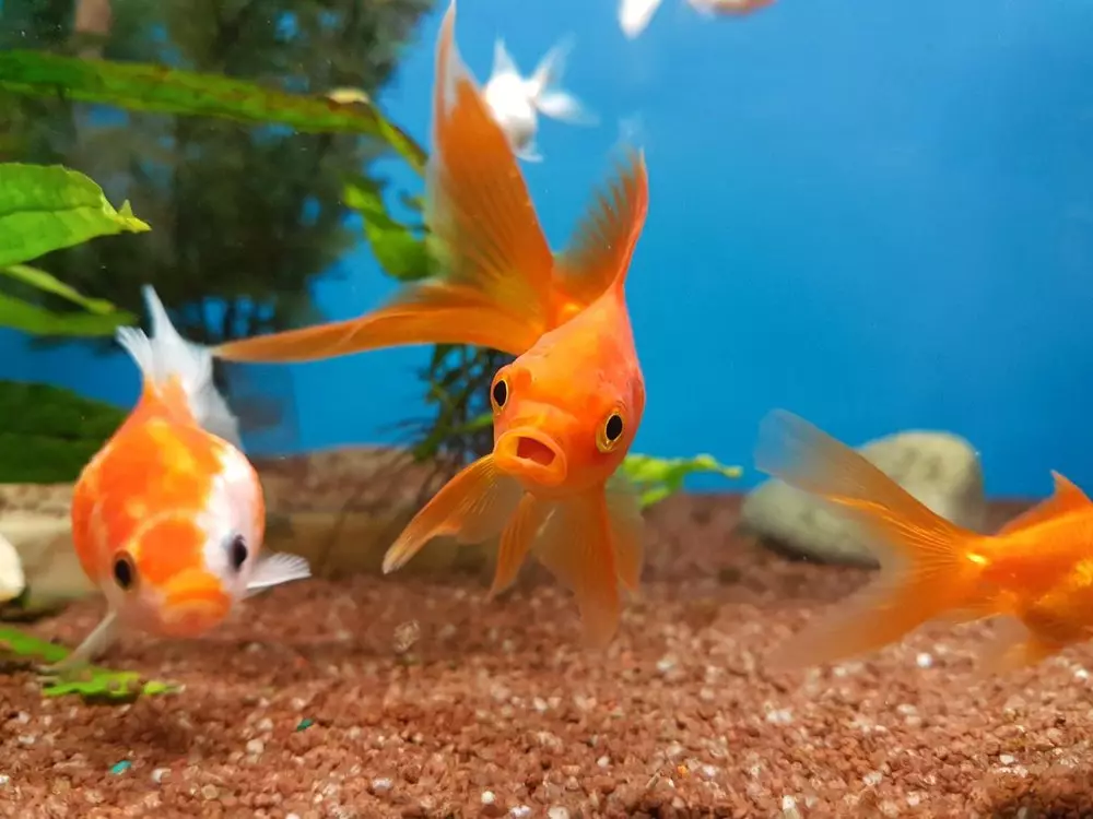 zlatna ribica u akvariju