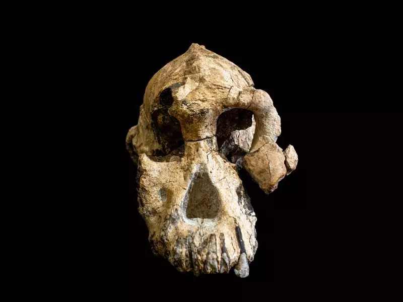 Australopithecus ဦးခေါင်းခွံ