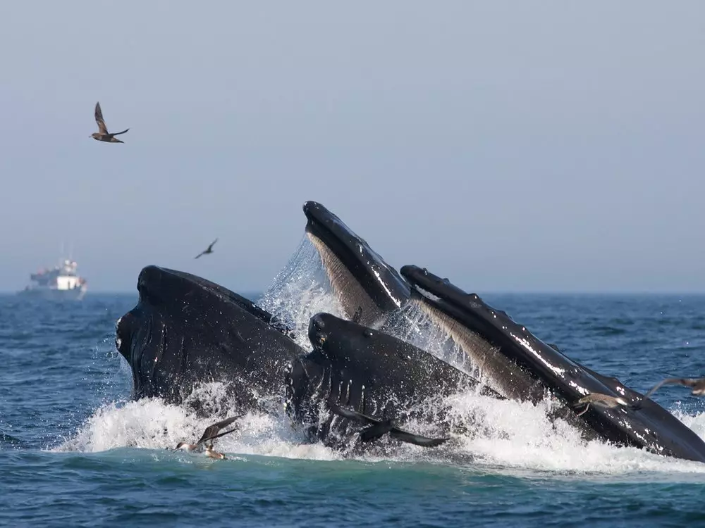 Храњење грбавих китова