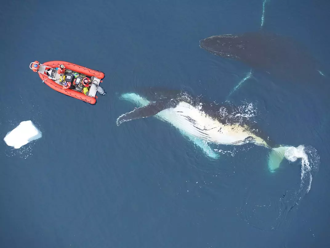 Wetenskaplikes bestudeer walvisse vanuit 'n boot