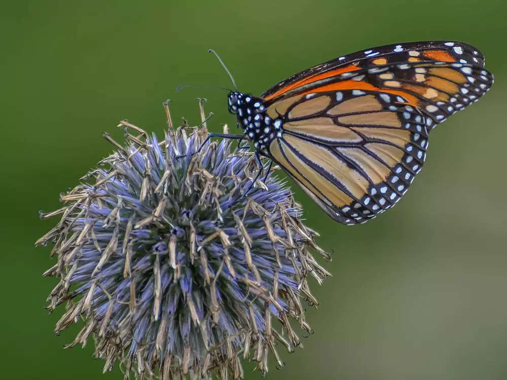 Una farfalla monarca si siede su un cardo globo su uno sfondo verde