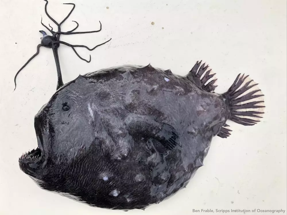 En fotbollsfisk från Stilla havet ligger i sanden. Den har en slemmig, svart, gelatinös kropp med grova spikar. Den har små ögon och en massiv mun med nålliknande tänder. Ett bihang som växer från dess huvud ser ut som en tjudrad boll med ben.