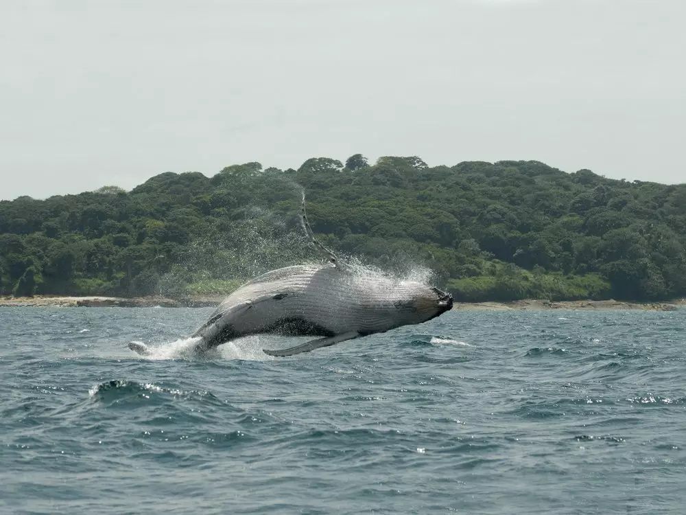 Pukkelhval hopper fra Water, Panama