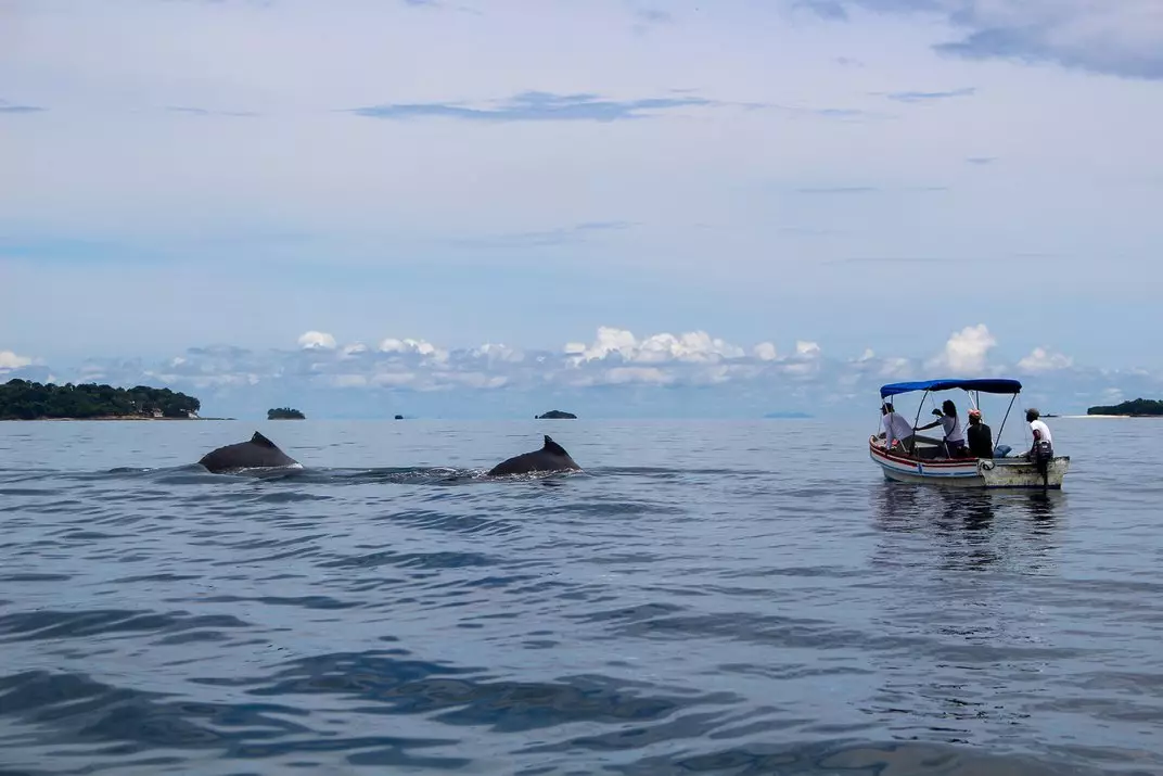 Tur qayıq bloklayan balinalar