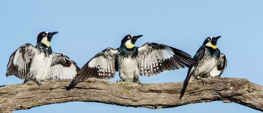 三只啄木鸟张开翅膀栖息在树枝上