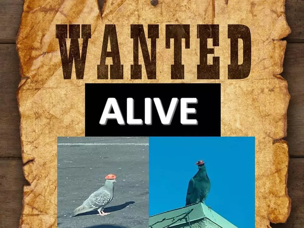 Плакат за търсене на гълъб