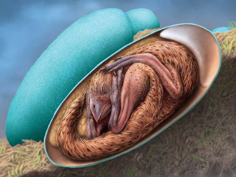 Embrión de dinosaurio en huevo