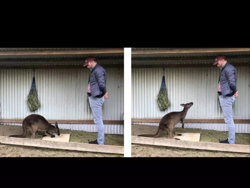 badanie zachowania kangura